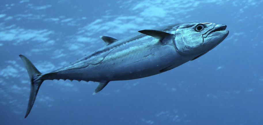 Seven Seas Vancouver Fish Company | 7 Seas Canadian Fish Company